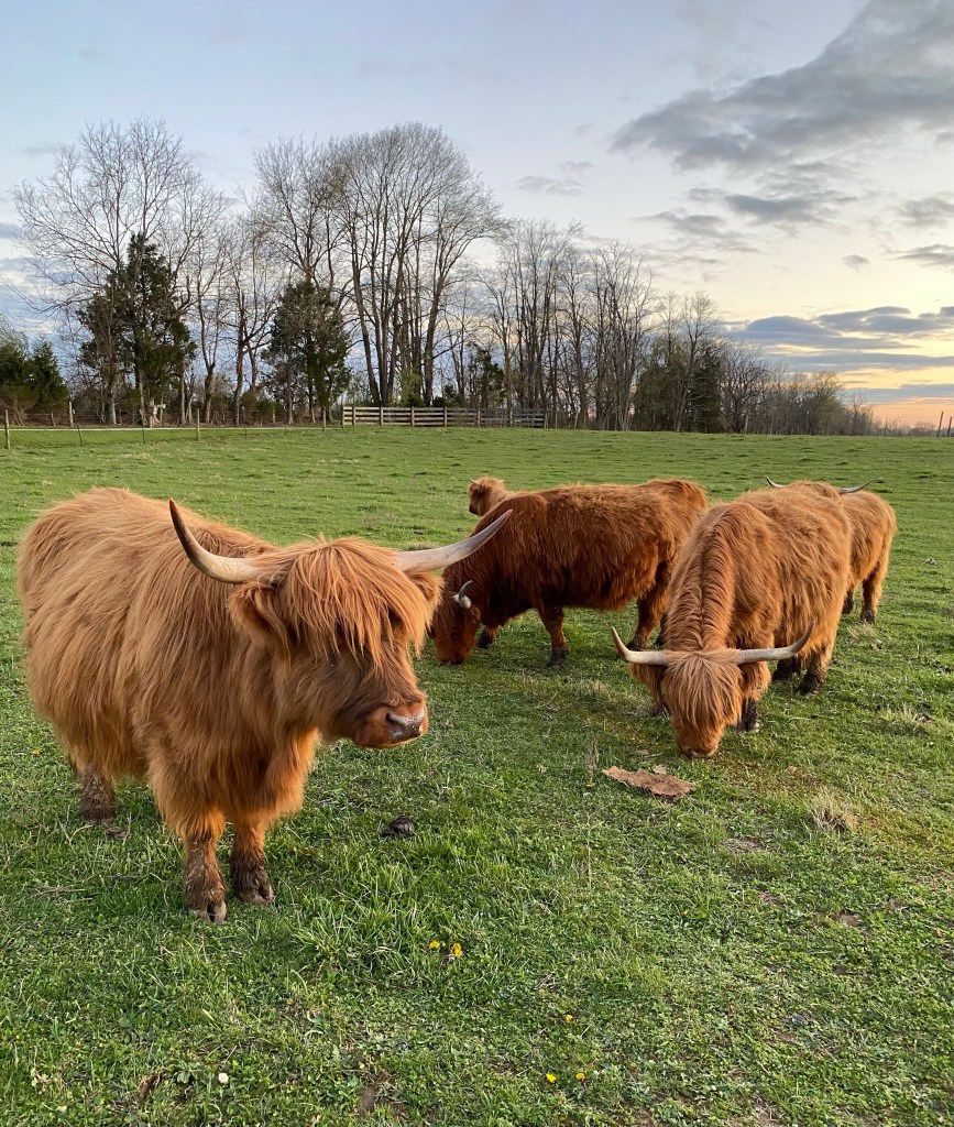 Cattle for Sale – Dylan Farms